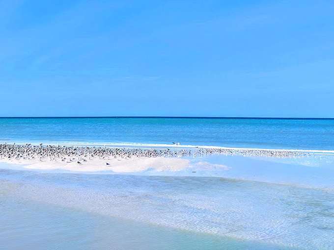 Nature's perfect palette: The impossible blue of Gulf waters meets pristine white sand under Florida's signature sky.
