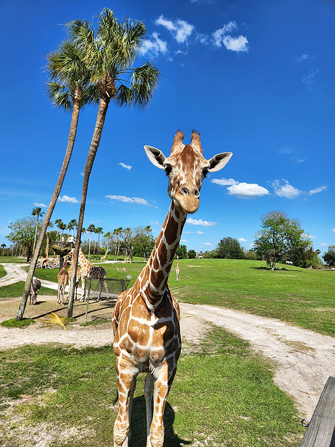 15. close up giraffe