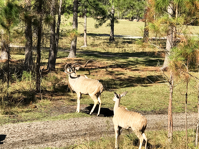 Majestic kudu stand alert in dappled sunlight, part of the preserve's commitment to conservation and traditional outdoor pursuits.