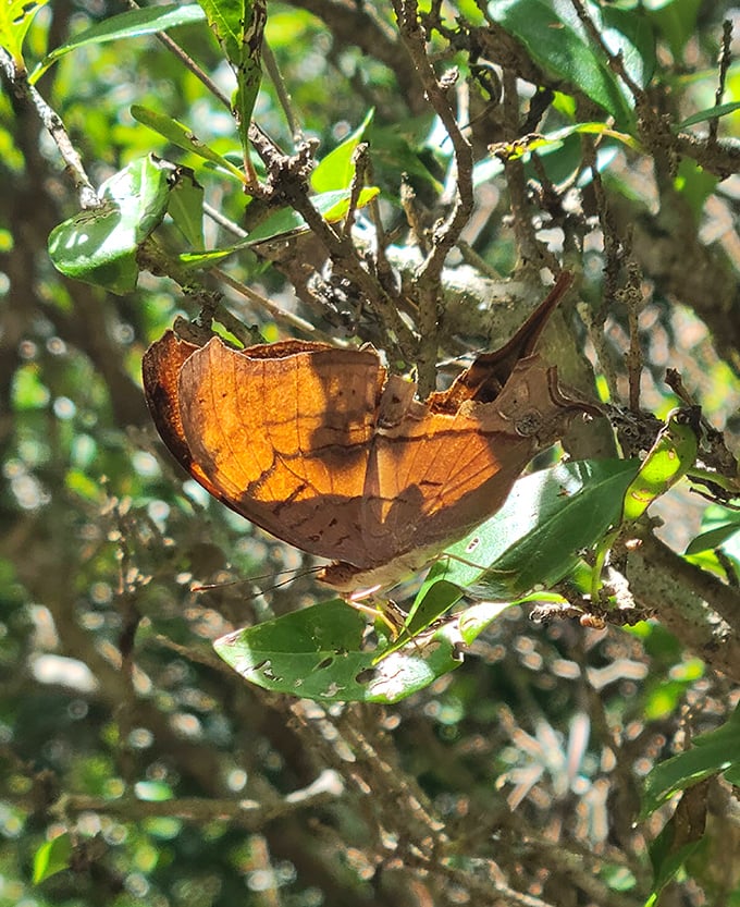 Nature's master of disguise! This Dead Leaf butterfly demonstrates perfect camouflage, its orange wings mimicking autumn foliage among green leaves.