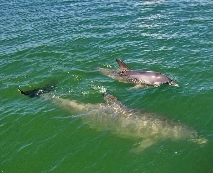 Dolphins glide through crystal waters like aquatic ballerinas, their graceful appearances transforming ordinary boat trips into magical encounters.