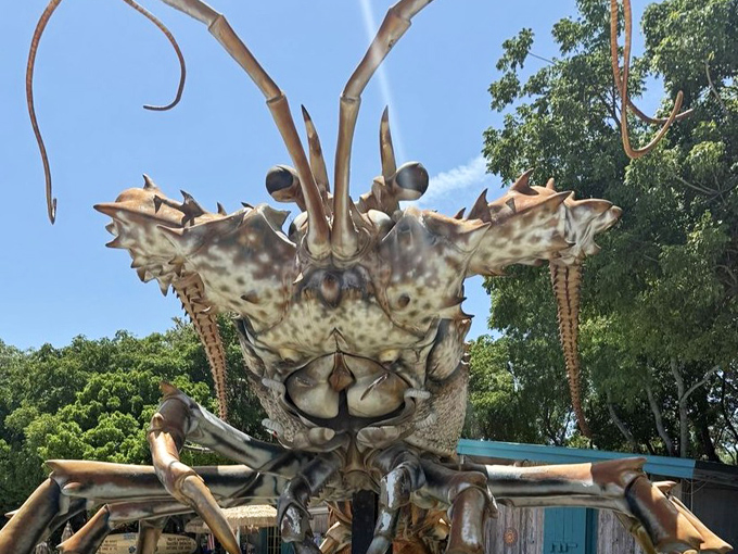 Extreme Close-up view: The weathered texture of Betsy's shell tells the story of decades spent as the Florida Keys' most photographed crustacean.