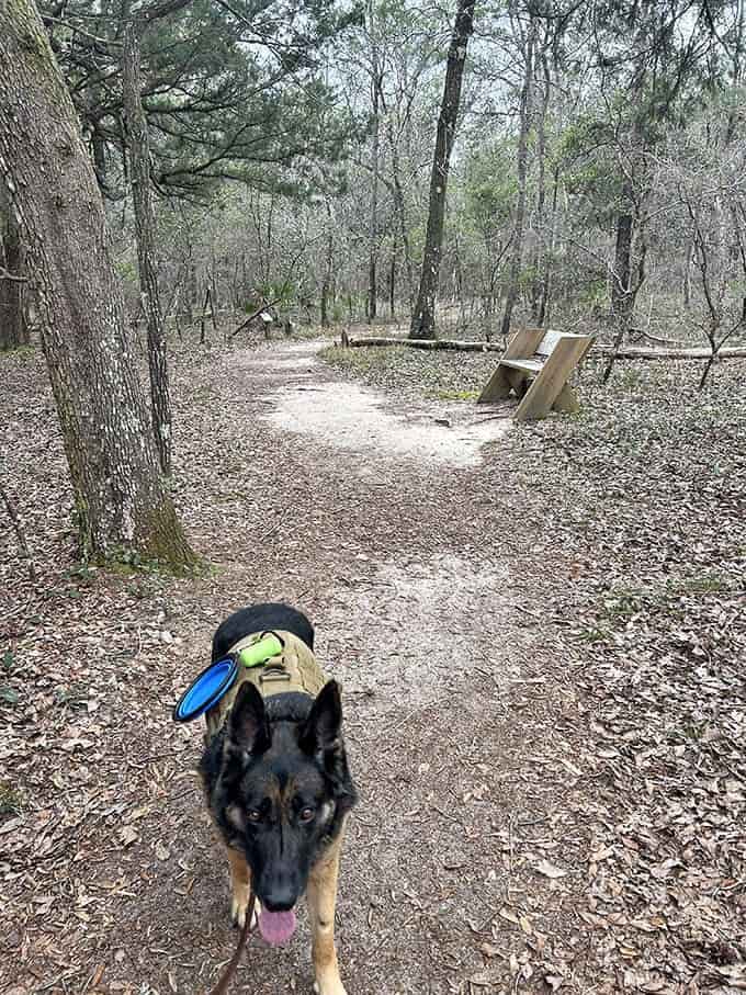 Trail-ready pups lead the way on forest paths, proving dogs understand the importance of outdoor adventures better than most humans.