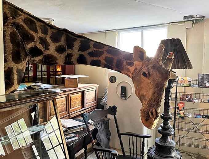 Among the Wonder House's eclectic collection of curiosities, this preserved giraffe head stands as perhaps the most unexpected conversation starter.