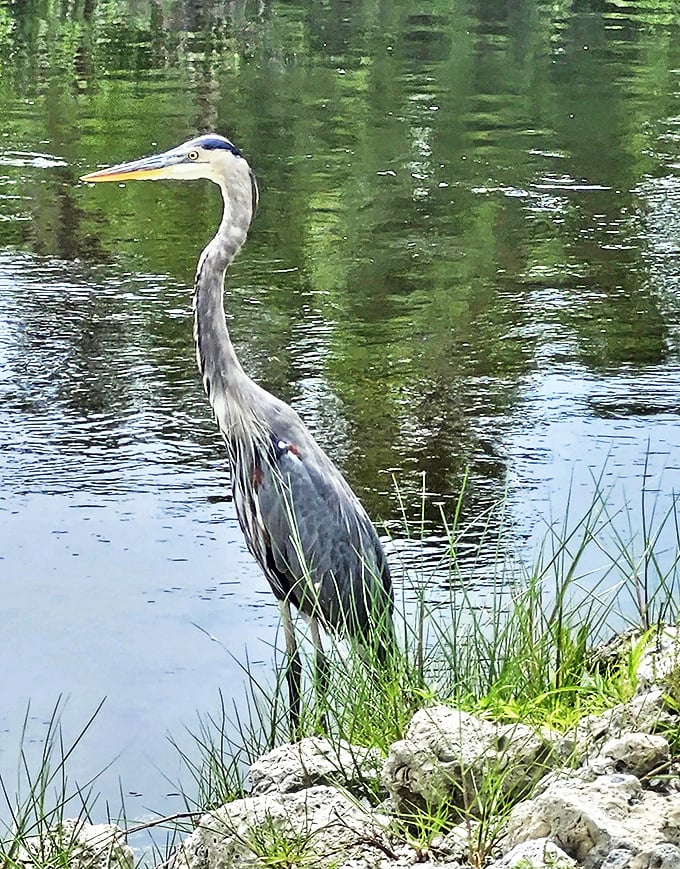 This great blue heron stands in meditative stillness, the zen master of the wetlands, teaching patience to all who pass by.