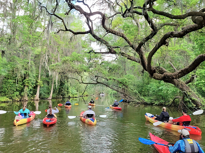 A colorful flotilla of kayakers explores the canal's hidden corners, where ancient cypress trees have stood sentinel since before Columbus set sail.