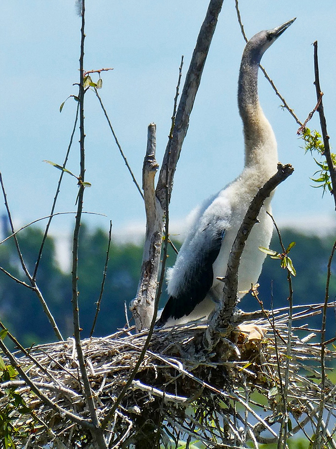 A juvenile anhinga strikes an awkward pose that captures that universal teenage phase, all gangly limbs and fluff before growing into elegant adulthood.