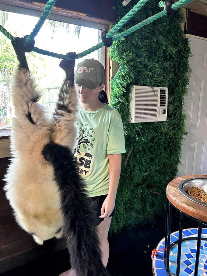 A black-and-white ruffed lemur hangs playfully from ropes, showcasing the enrichment activities provided to keep the animals physically and mentally stimulated.