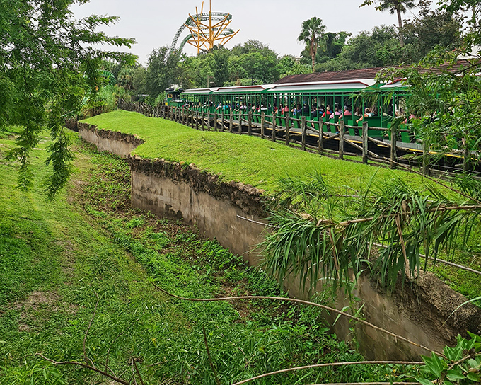 The Serengeti Express winds through lush Florida greenery that convincingly doubles as African landscape – Mother Nature's greatest impersonation act.