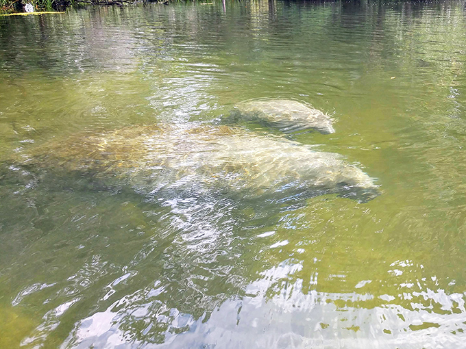 Manatees glide beneath the surface like gentle giants in a water ballet, their graceful movements belying their substantial size.