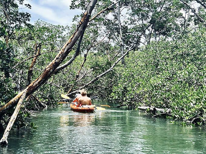 Green cathedral: Mangrove branches create nature's perfect archway, inviting paddlers into a world where time slows to the rhythm of rippling water.