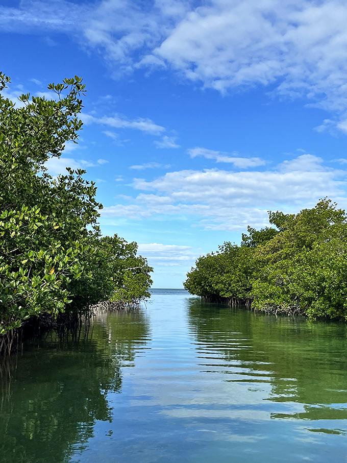 Mangrove water reflection: A perfect mirror image creates the illusion of infinite space between mangrove tunnels, where water meets sky in seamless transition.