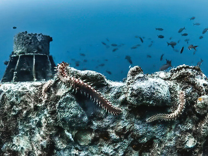 Marine life doesn't waste time with renovation &ndash; colorful sea creatures have already claimed prime Oriskany real estate with ocean views.