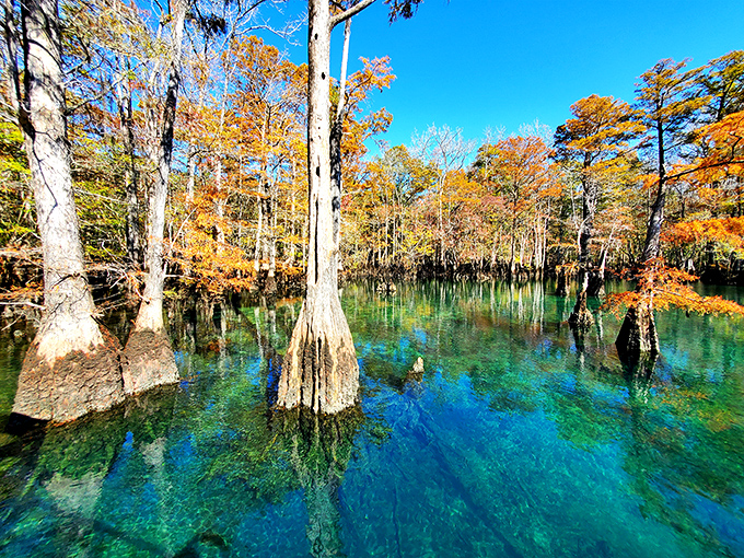 Morrison Springs: Cypress trees create nature's perfect frame around waters so clear they seem almost unreal, especially during golden autumn months.