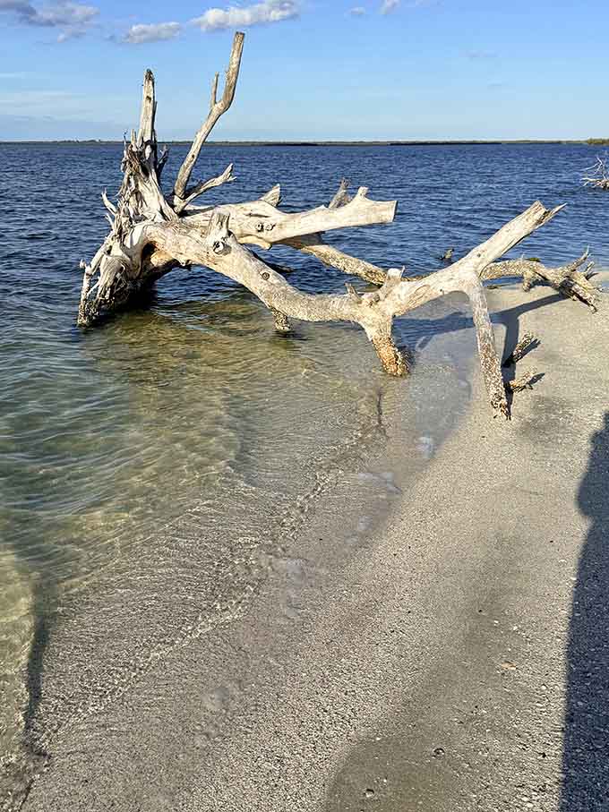 Even the driftwood here looks like nature's sculpture, proving that Mosquito Lagoon is beautiful from every possible angle.