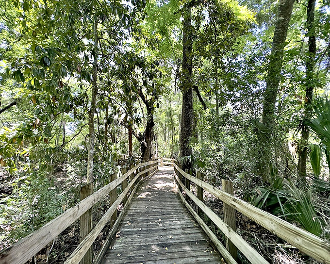 Nature Trail: Wander through Florida's wild side on this leaf-strewn path, where every turn reveals another postcard-worthy scene.