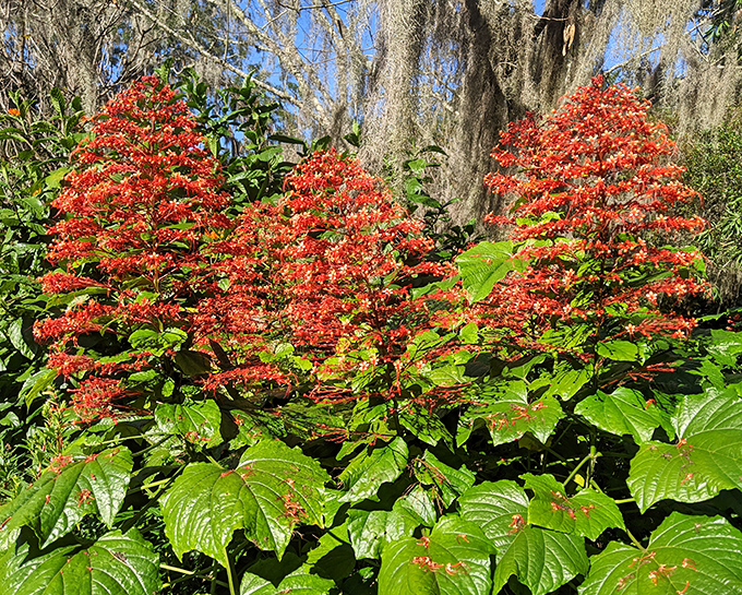 Vibrant blooms prove that Florida's growing season produces colors that would make a paint store's selection look positively boring by comparison.