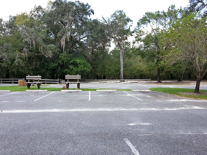 Simple pleasures await: picnic tables nestled among Spanish moss-draped oaks offer perfect spots for post-swim sandwiches and cold watermelon.