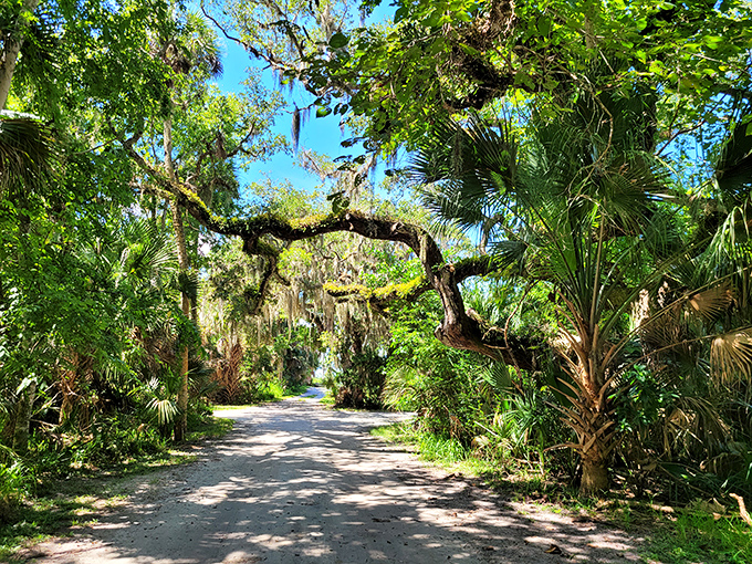 Dappled sunlight filters through a natural canopy of trees, creating a magical pathway that feels worlds away from modern Florida.