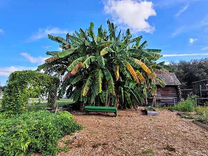 This massive banana plant spreads its leaves like nature's own umbrella, providing shade and tropical flair in equal measure.