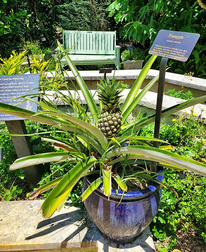 This pineapple plant demonstrates why buying fruit at the grocery store is convenient but growing your own is infinitely more satisfying&mdash;if you have the patience of a saint.