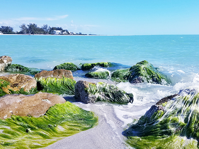 Nature's artistry on display: emerald seaweed clings to ancient rocks, creating underwater gardens that dance with each gentle wave.