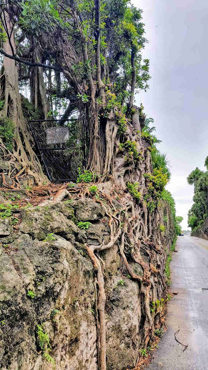 Twisted roots cascade down the stone face like frozen waterfalls, creating an ever-changing natural sculpture gallery for passing motorists.