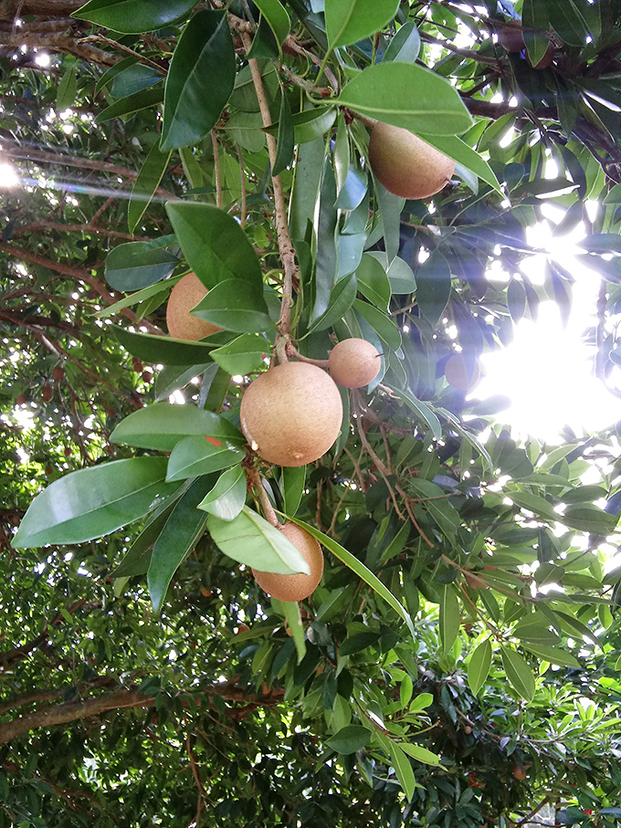 Sapodilla fruits dangle like nature's own holiday ornaments, their sweet brown-sugar flesh hidden within unassuming exteriors.