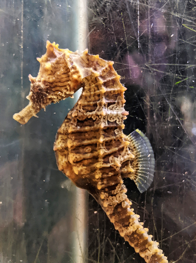 Seahorses look like something a fantasy novelist dreamed up, yet here they are, real and impossibly delicate in person.