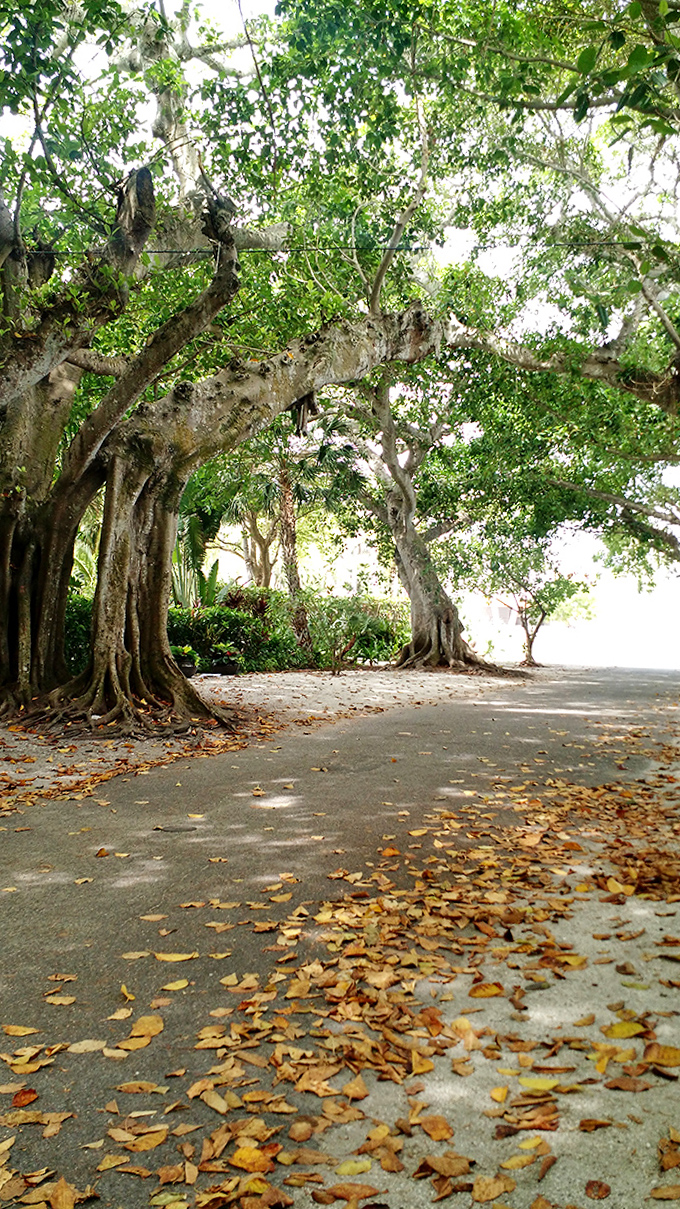Ancient banyans stand guard over island pathways, their massive roots and branches creating natural sculptures that no artist could improve upon.