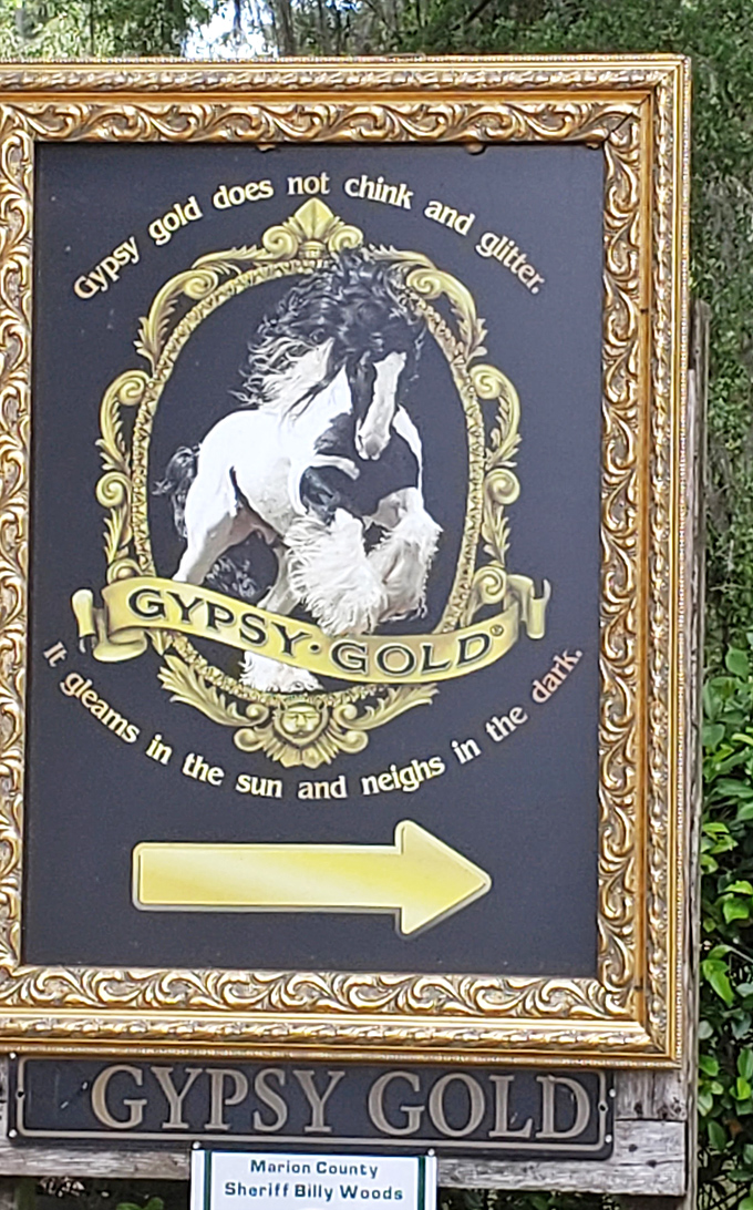 The Gypsy Gold sign speaks truth: these magnificent creatures don't just shine in sunlight—they practically generate their own illumination.