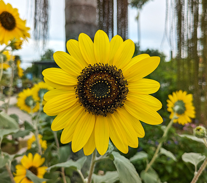 This sunflower seems to be sharing nature's most radiant smile &ndash; impossible to look at without feeling just a little bit happier.