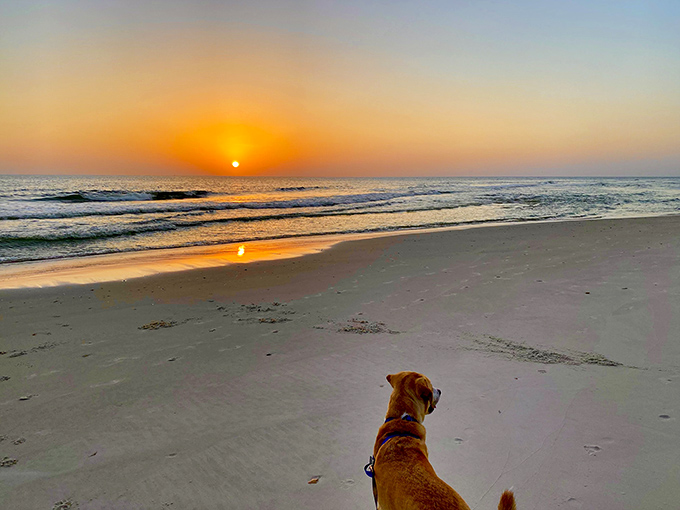 Even dogs appreciate Cape San Blas sunsets, sitting in quiet contemplation as another perfect day melts into the Gulf.