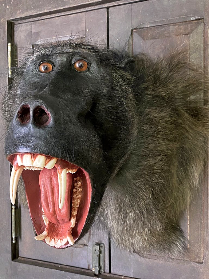 This taxidermied baboon mount captures nature's wild intensity &ndash; not for the faint-hearted but irresistible to the curious collector.