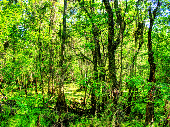 Nature's air conditioning – these towering trees create a microclimate that feels ten degrees cooler than the parking lot.