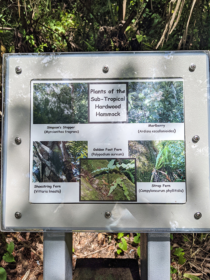 Florida's botanical diversity explained: this informative sign transforms casual observers into amateur botanists with just a glance.