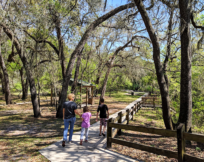 Families stroll beneath a canopy of Spanish moss, discovering that the journey to the spring is half the adventure.