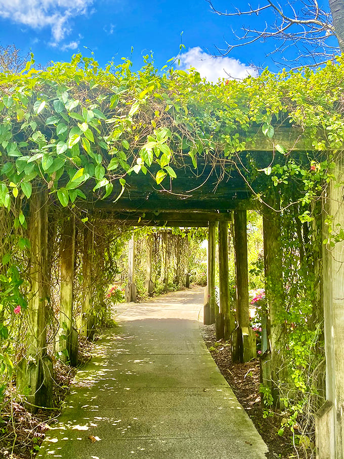 Nature's green cathedral &ndash; this vine-draped walkway invites contemplative strolls where sunshine filters through like stained glass.