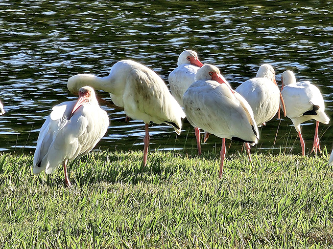 White ibises patrol the shoreline like feathered security guards, their curved beaks perfectly designed for probing the soft earth for tasty treats.