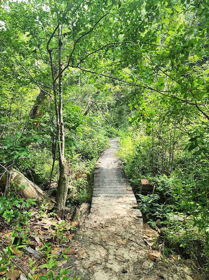 This wooden boardwalk protects delicate ecosystems while guiding visitors through a ravine that feels more Appalachian than Floridian.