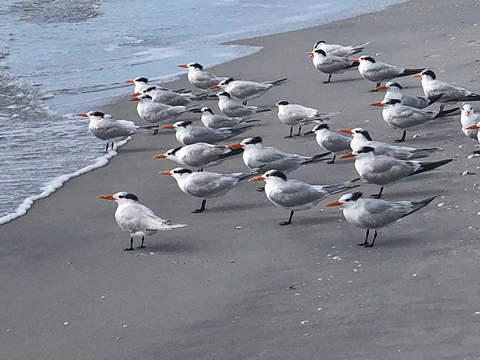 Royal terns hold an impromptu beach meeting, perhaps discussing the day's fishing report or complaining about tourist photographers.