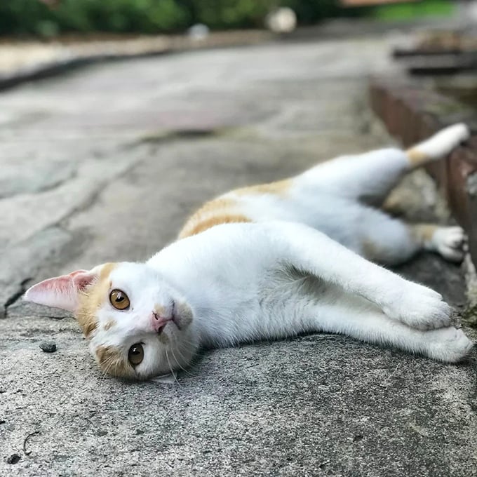 "Paint me like one of your French cats." This lounging feline has perfected the art of casual elegance, stretching out for maximum sunbathing efficiency.