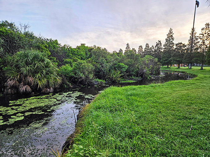 Nature's watercolor: The creek winds through Sheffield Park like a living painting, reminding visitors that sometimes the most beautiful attractions are the ones we protect but don't disturb.