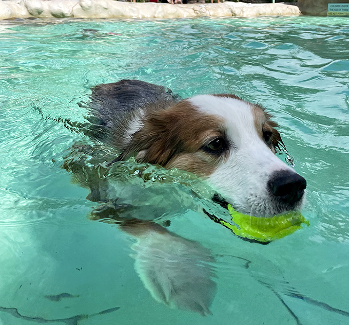 Even four-legged visitors get to experience the magic, proving that doggy paddle was actually invented in these very waters.