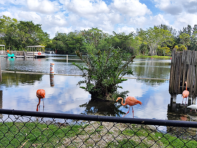 Where the wild things are pink &ndash; Lion Country Safari's flamingo habitat offers an immersive glimpse into their vibrant world.