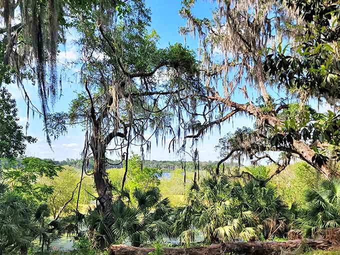 Spanish moss drapes from ancient oaks overlooking the wetlands, creating that quintessential Southern landscape that feels like stepping into a literary classic.