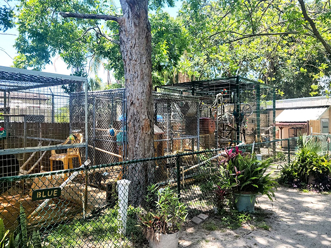 Mesh enclosures: These carefully designed homes provide safety for the residents while allowing visitors close enough for those magical eye-to-eye connections.