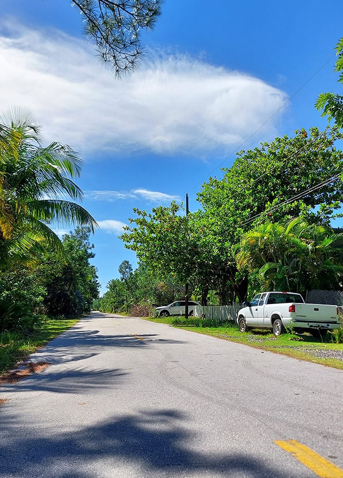 The road leading to the refuge promises adventure ahead, with sunlight filtering through the canopy creating nature's own spotlight effect.