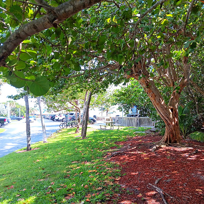 Shaded by sea grapes and palms, this peaceful corner offers a moment of respite before or after your beach adventures.