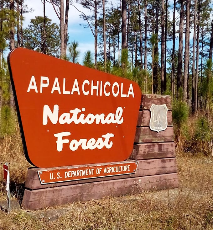 The iconic Apalachicola National Forest sign welcomes visitors to over 630,000 acres of natural Florida wilderness.